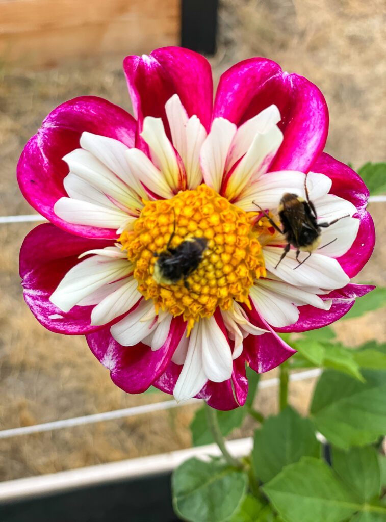 What is a Collarette Dahlia? - growhappierplants.com