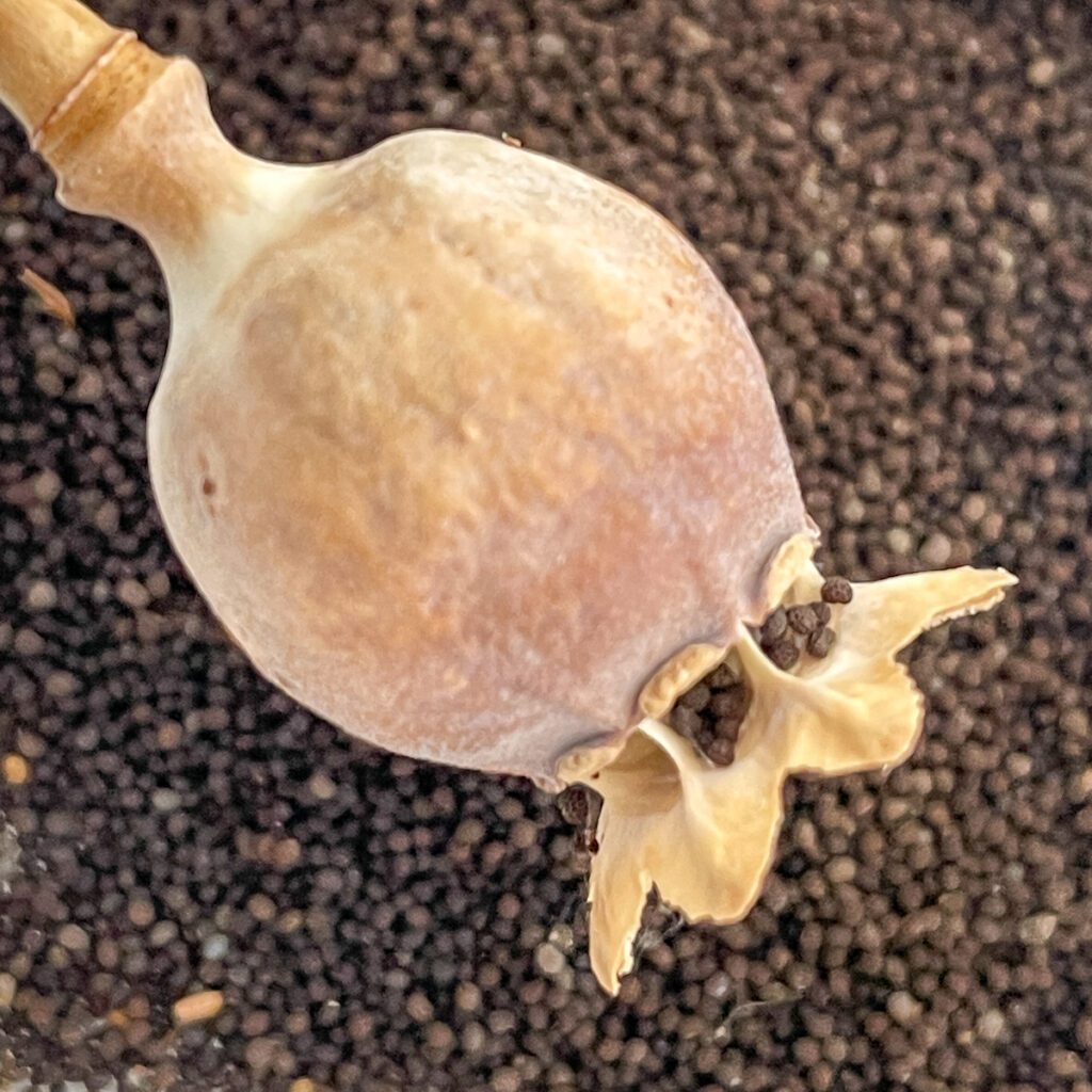 How to Grow Poppies from Seed - growhappierplants.com