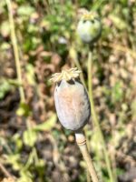 How to Collect Poppy Seeds from Pods - growhappierplants.com