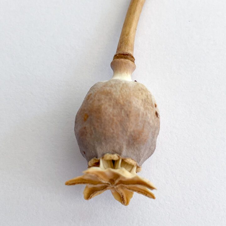 How to Collect Poppy Seeds from Pods - growhappierplants.com