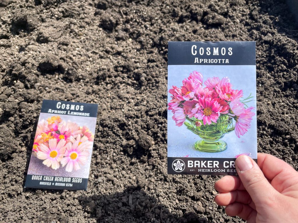 How to Grow Cosmos from Seed - growhappierplants.com
