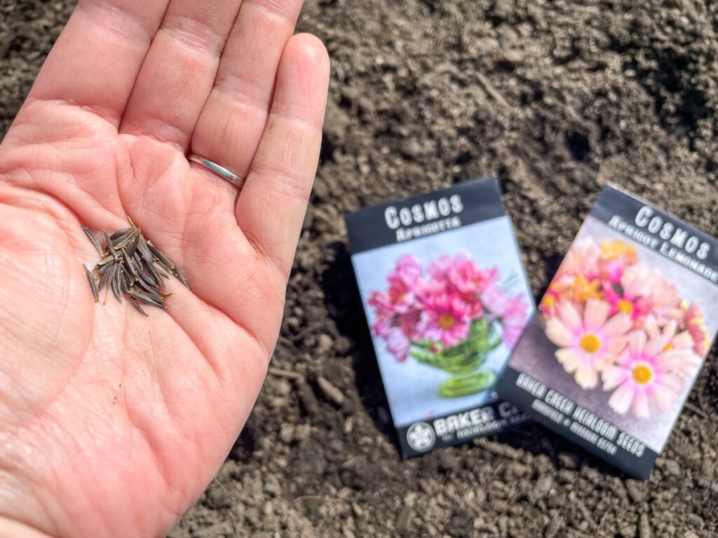 How to Grow Cosmos from Seed - growhappierplants.com