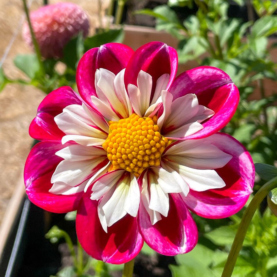 What is a Collarette Dahlia? - growhappierplants.com