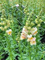 How to Deadhead Snapdragons for More Blooms - growhappierplants.com