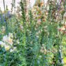 How to Deadhead Snapdragons for More Blooms - growhappierplants.com