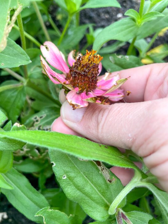 How to Grow Zinnias from Seed - growhappierplants.com