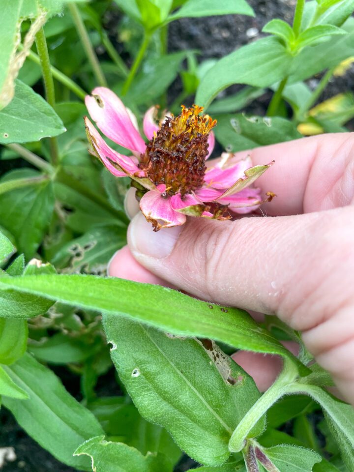 How to Grow Zinnias from Seed - growhappierplants.com