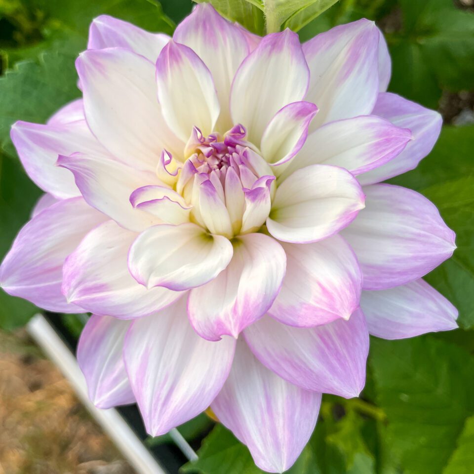 Disbudding Dahlias for Bigger Blooms - growhappierplants.com