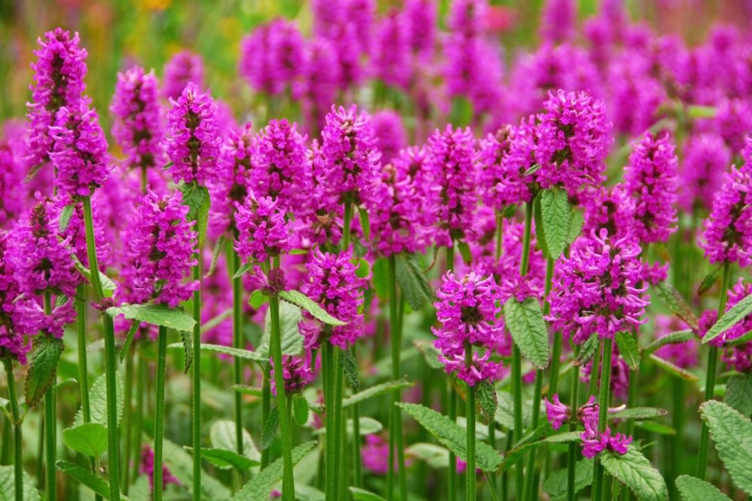 How to Grow and Care for Agastache - growhappierplants.com