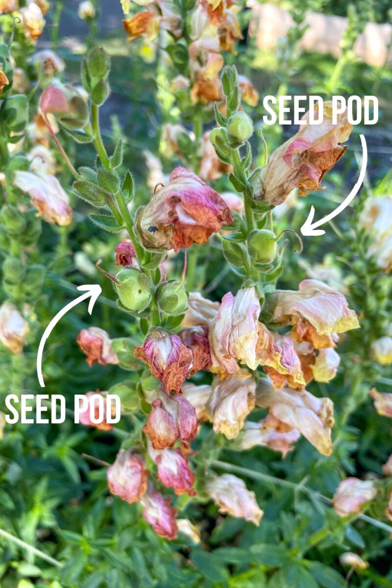 How to Deadhead Snapdragons for More Blooms - growhappierplants.com