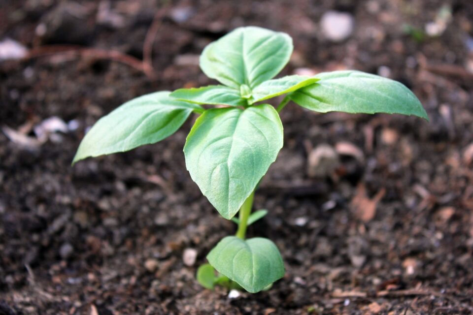 How to Grow Basil from Seed to Harvest - growhappierplants.com