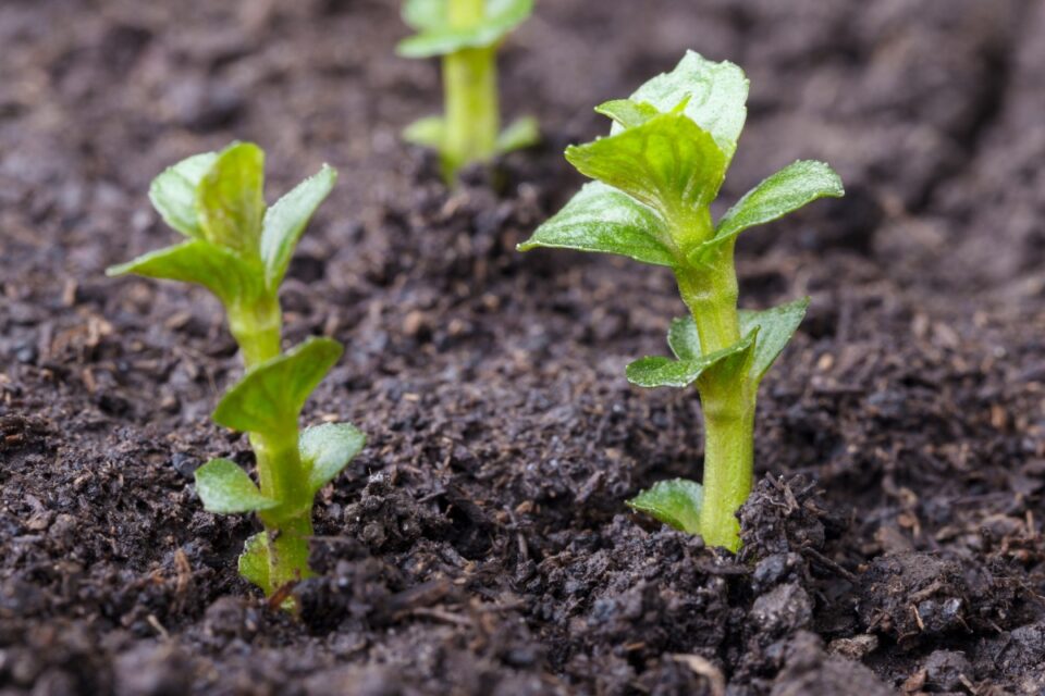 How to Grow Mint from Seed to Harvest - growhappierplants.com