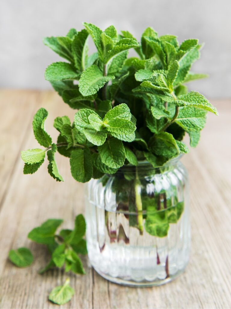 How to Grow Mint from Seed to Harvest - growhappierplants.com