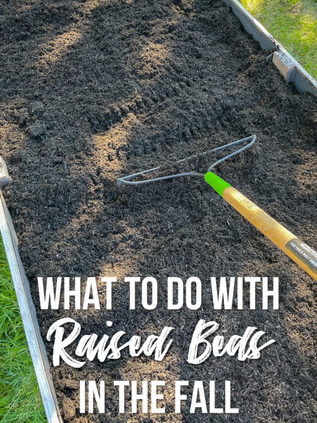 What to Do with Raised Beds in the Fall - growhappierplants.com