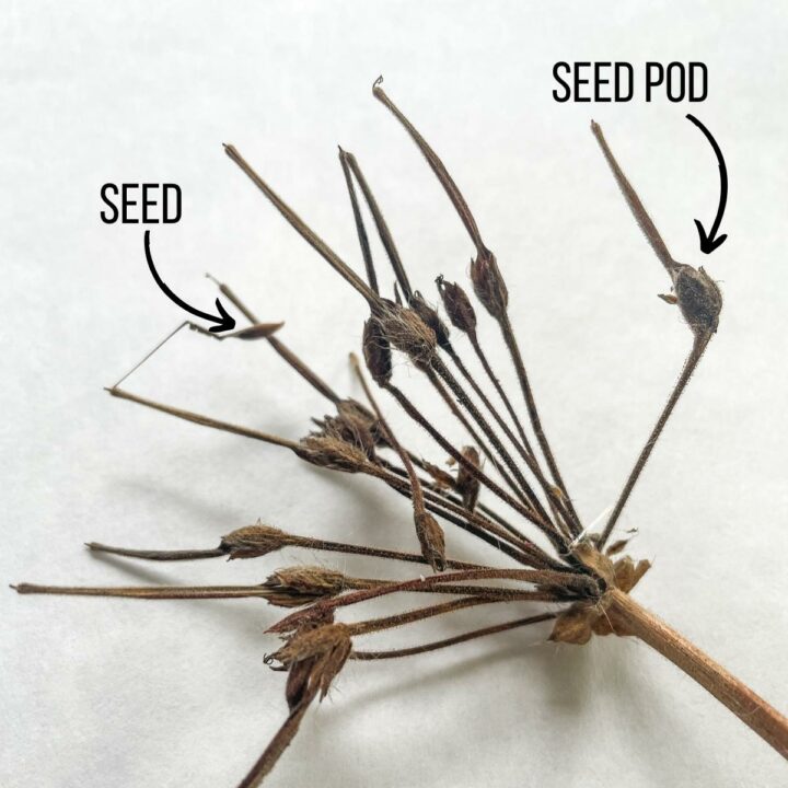 How to Collect Geranium Seeds - growhappierplants.com
