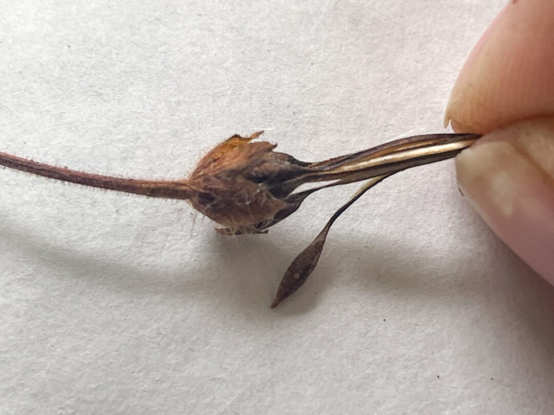 How to Collect Geranium Seeds - growhappierplants.com