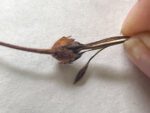 How to Collect Geranium Seeds - growhappierplants.com