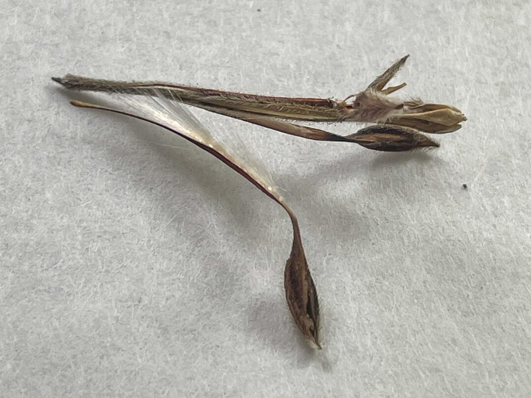 How to Collect Geranium Seeds - growhappierplants.com
