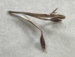 How to Collect Geranium Seeds - growhappierplants.com