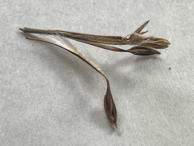 How to Collect Geranium Seeds - growhappierplants.com