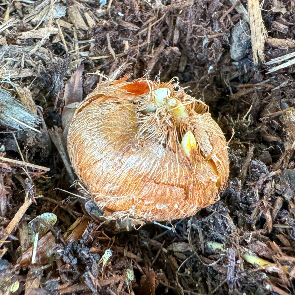 How to Plant Crocus Bulbs in Fall for Spring Blooms - growhappierplants.com