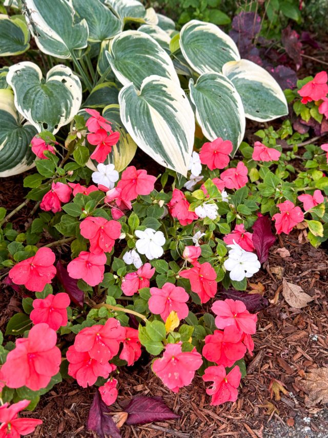 How to Grow and Care for Impatiens - growhappierplants.com