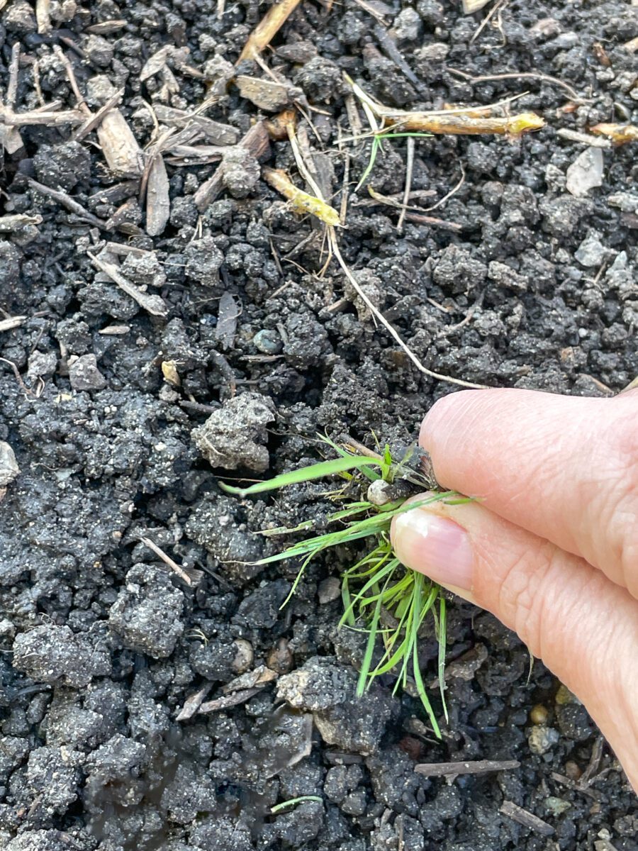 What to Do with Raised Beds in the Fall - growhappierplants.com