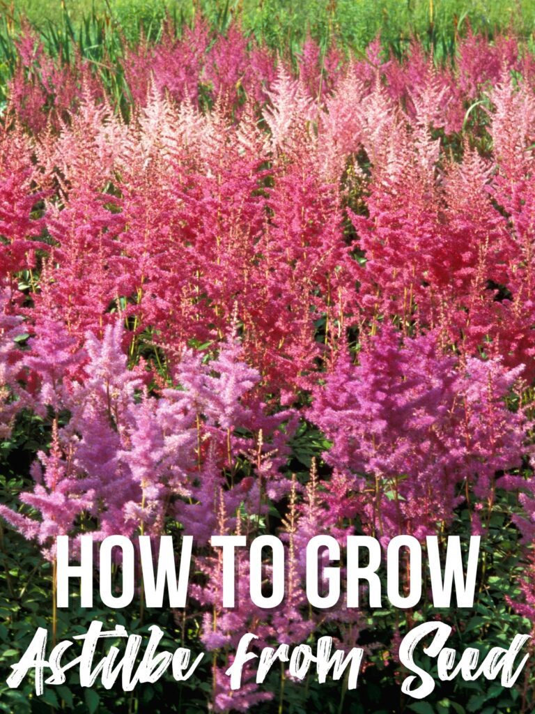 How to Grow Astilbe from Seed - growhappierplants.com