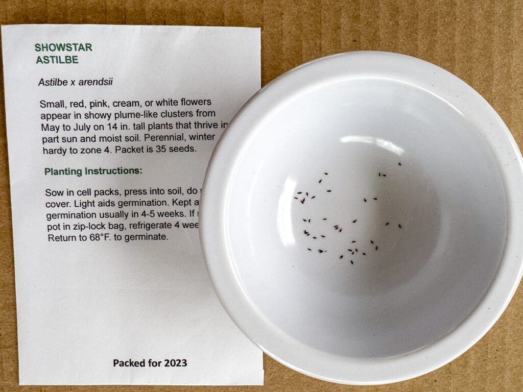 How to Grow Astilbe from Seed - growhappierplants.com