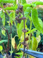 How to Collect and Save Basil Seeds - growhappierplants.com