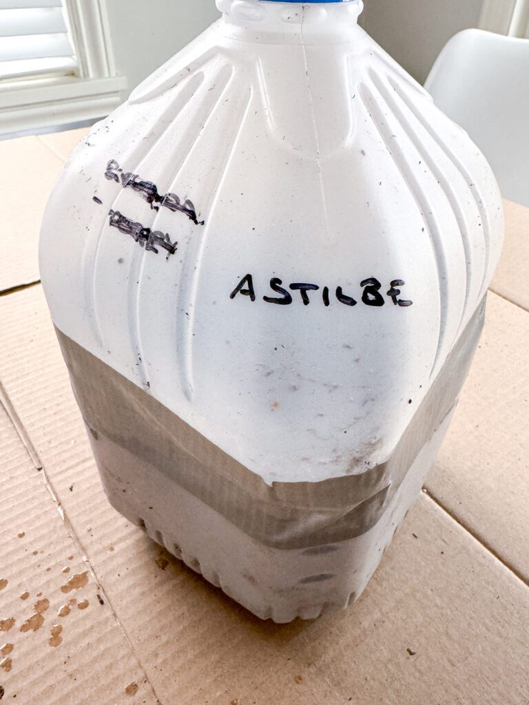 How to Grow Astilbe from Seed - growhappierplants.com