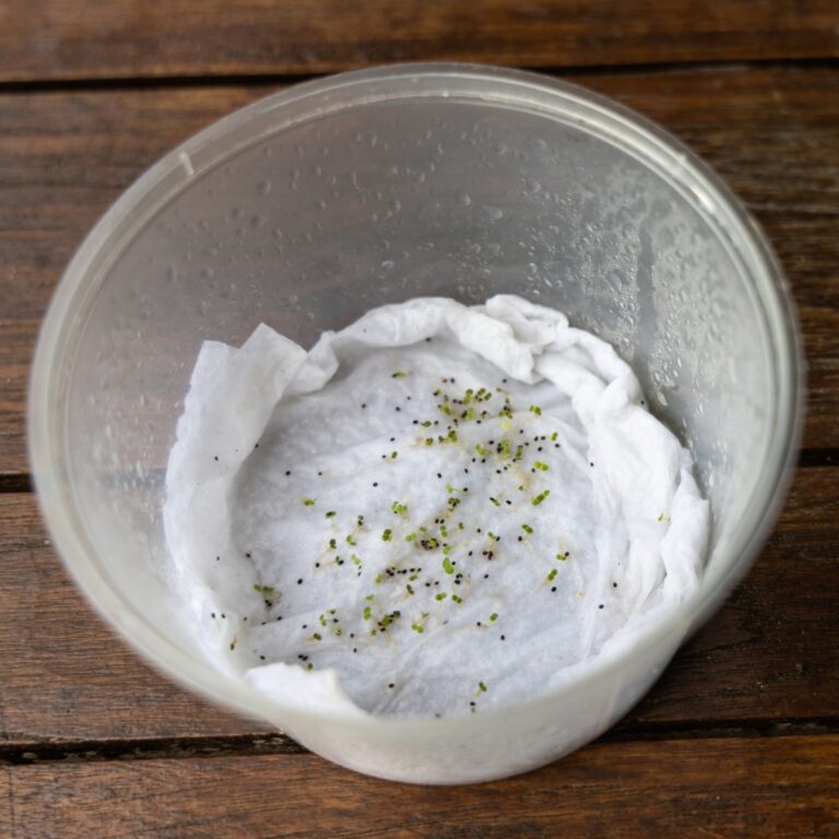How to Collect and Save Basil Seeds - growhappierplants.com