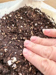 How to Winter Sow Echinacea Seeds - growhappierplants.com