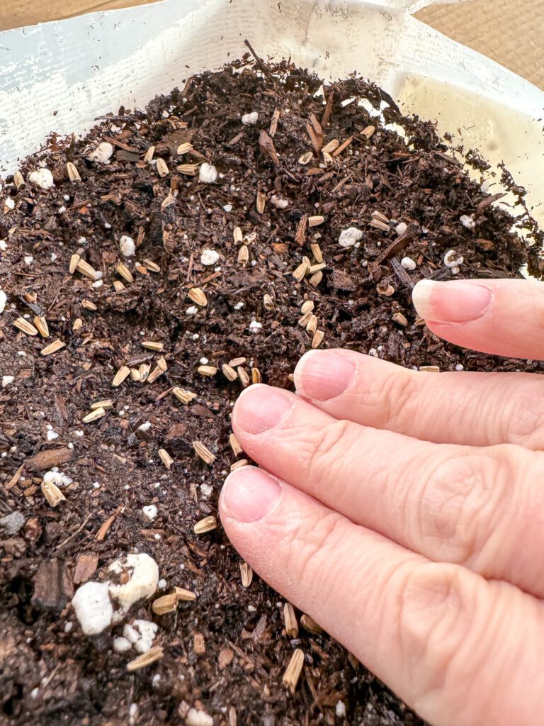 How to Winter Sow Echinacea Seeds - growhappierplants.com
