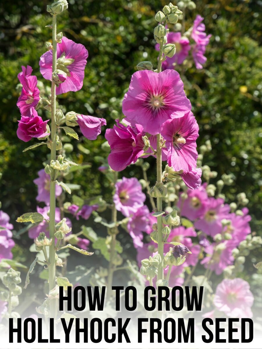 How to Grow Hollyhock from Seed - growhappierplants.com