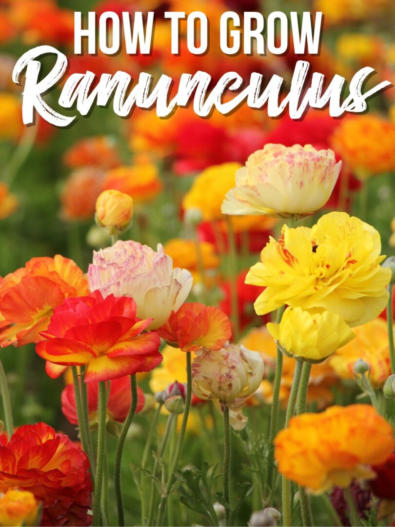 How to Grow Ranunculus - growhappierplants.com