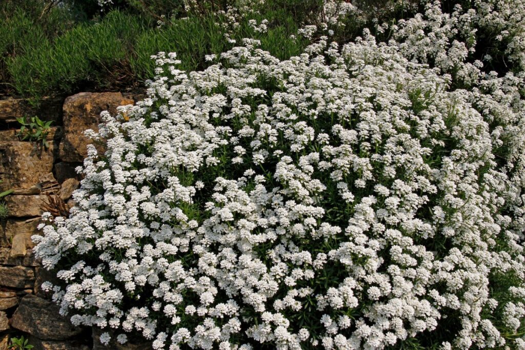 How to Grow Candytuft from Seed - growhappierplants.com