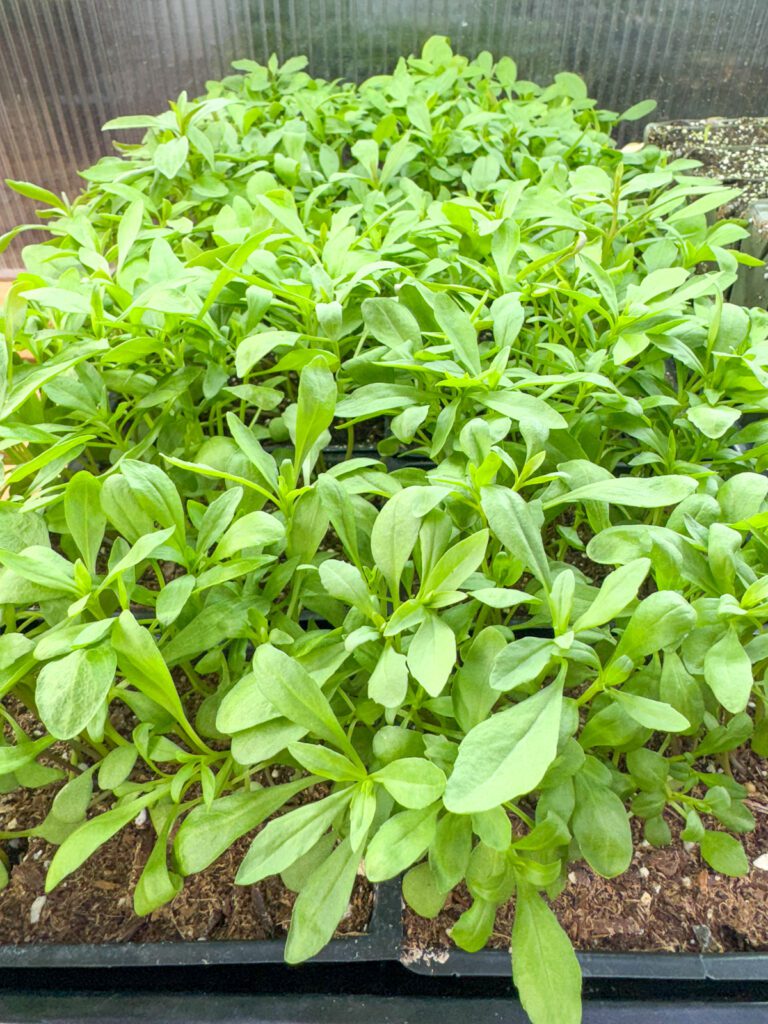 How to Grow Candytuft from Seed - growhappierplants.com