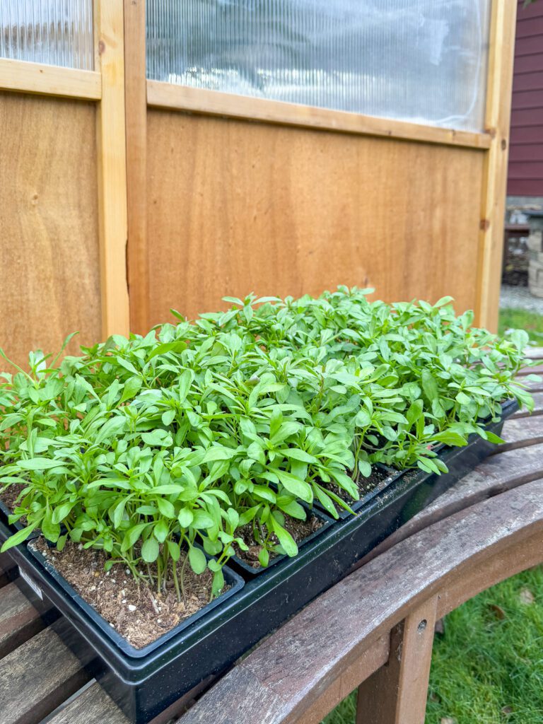 How to Grow Candytuft from Seed - growhappierplants.com