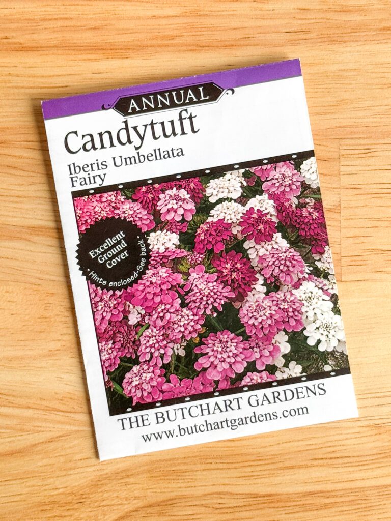 How to Grow Candytuft from Seed - growhappierplants.com