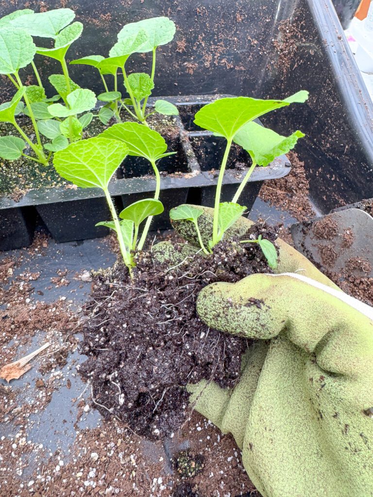 How to Grow Hollyhock from Seed - growhappierplants.com