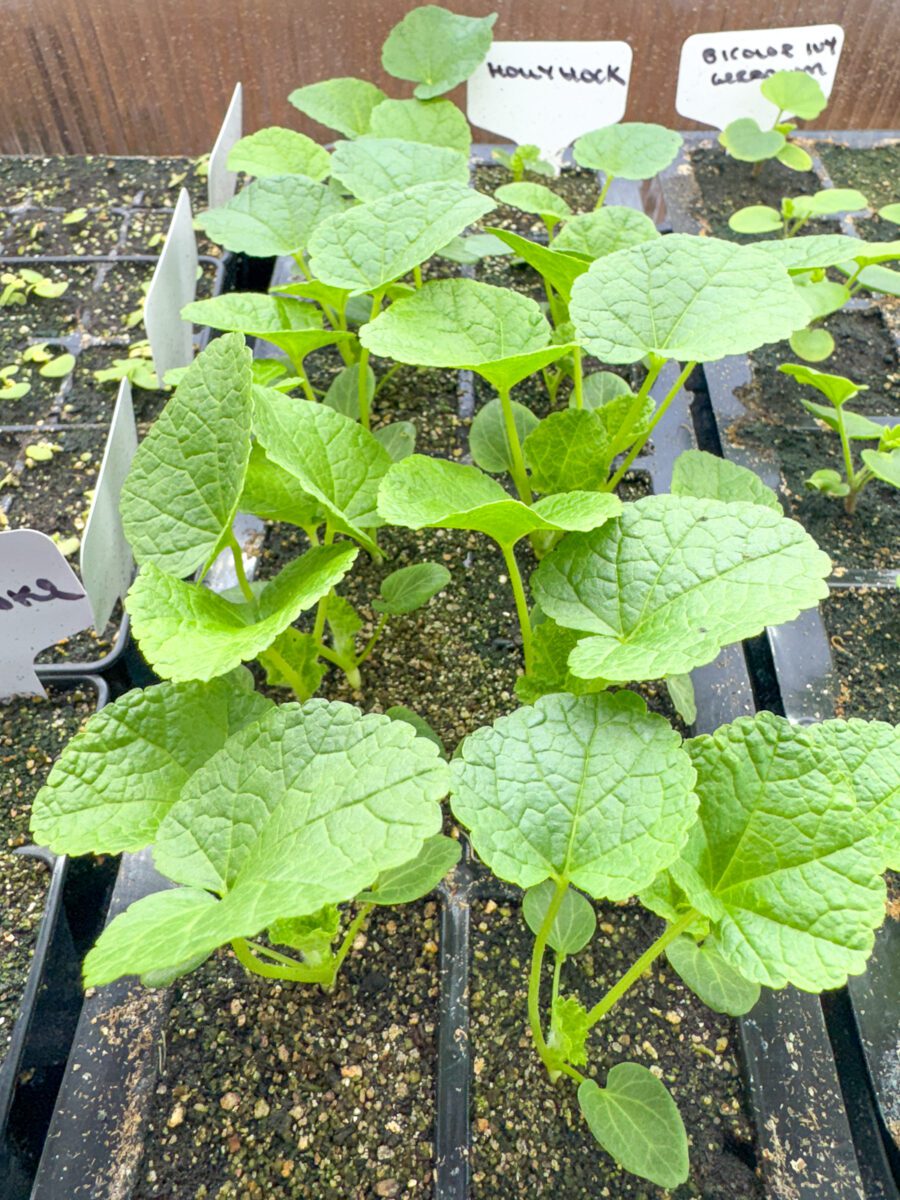 How to Grow Hollyhock from Seed - growhappierplants.com