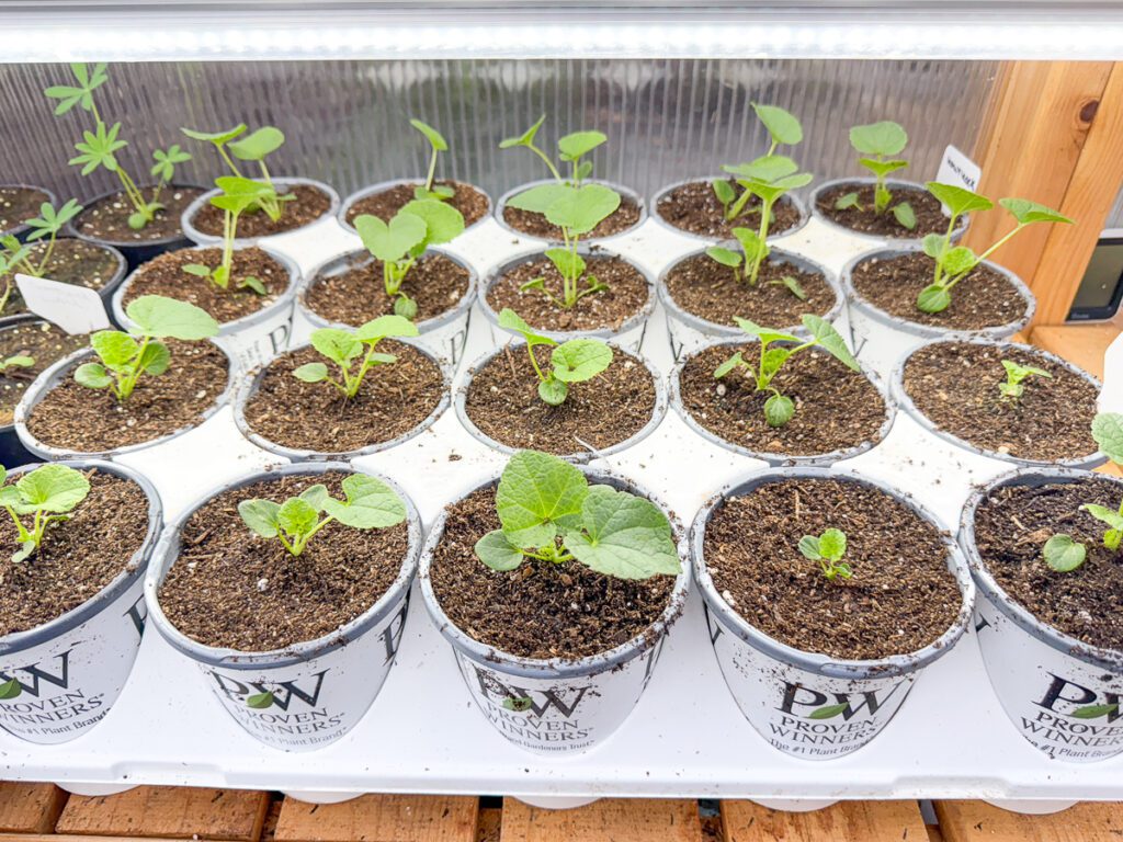 How to Grow Hollyhock from Seed - growhappierplants.com