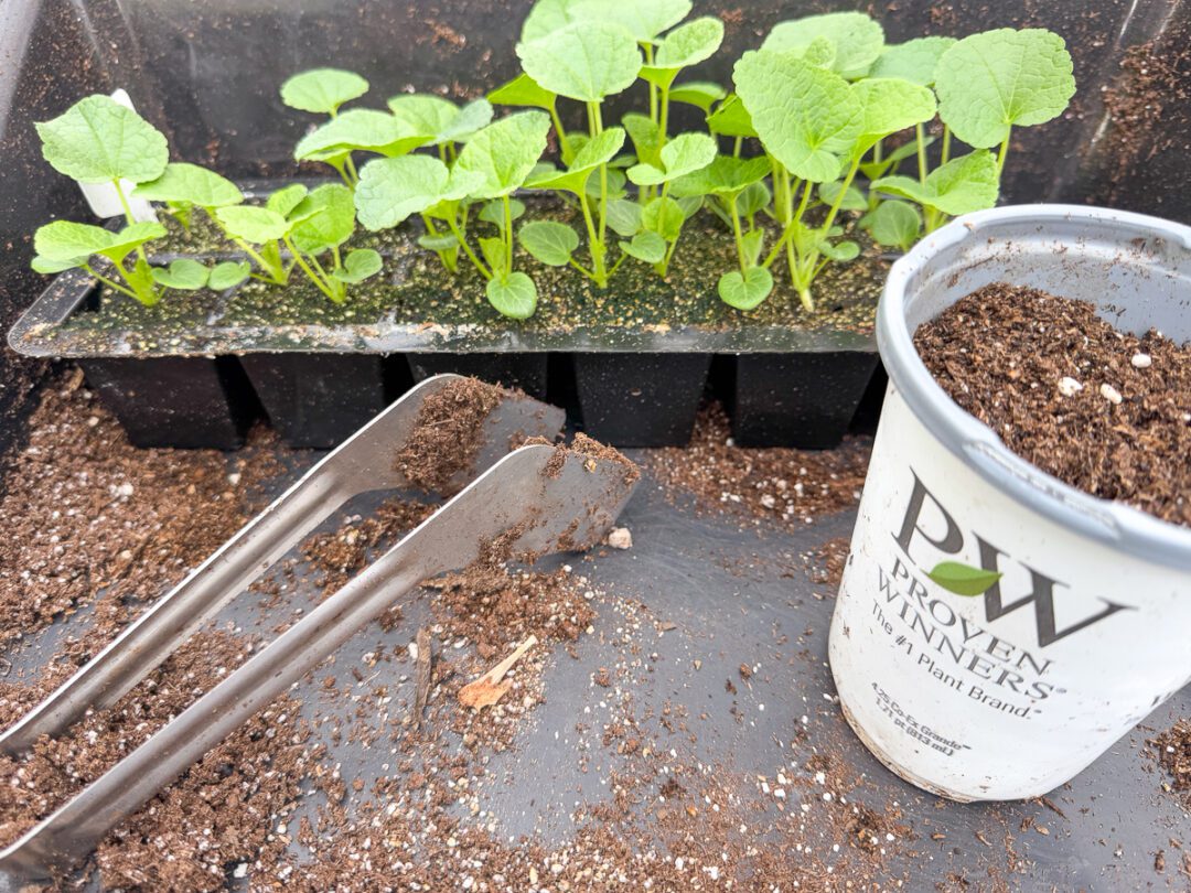 How to Grow Hollyhock from Seed - growhappierplants.com