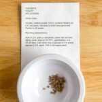 How to Grow Hollyhock from Seed - growhappierplants.com