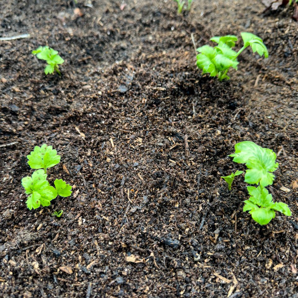 How to Grow Ranunculus - growhappierplants.com