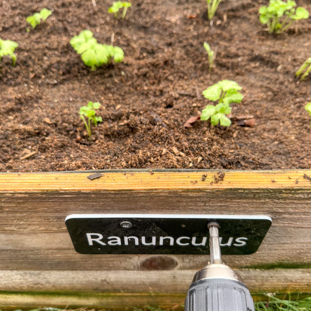 How to Grow Ranunculus - growhappierplants.com