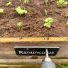 How to Grow Ranunculus - growhappierplants.com