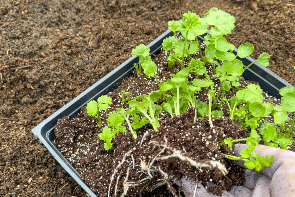 How to Grow Ranunculus - growhappierplants.com