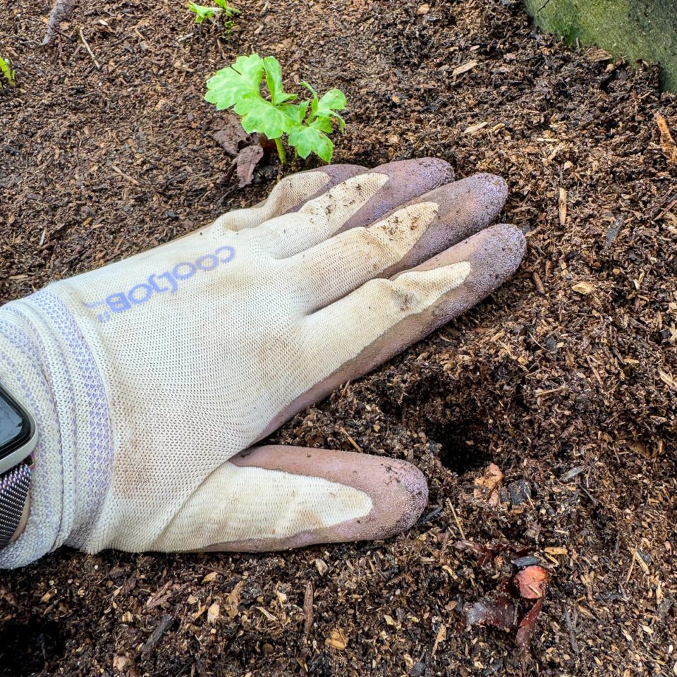 How to Grow Ranunculus - growhappierplants.com